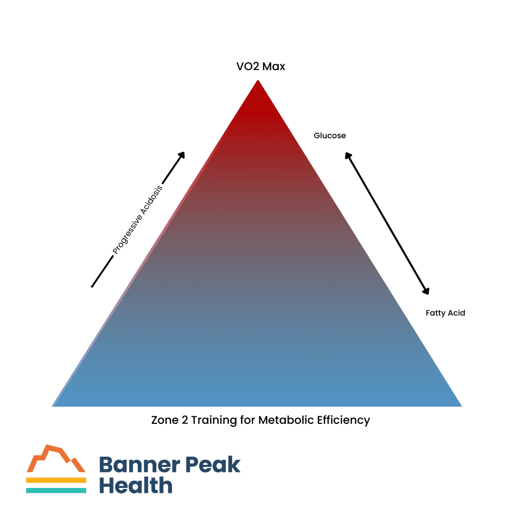 Why Is My VO2 Max Going Down? (And How to Increase It)
